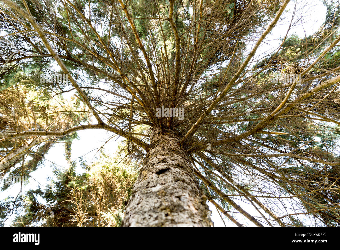 Bottom view great green hi-res stock photography and images - Alamy