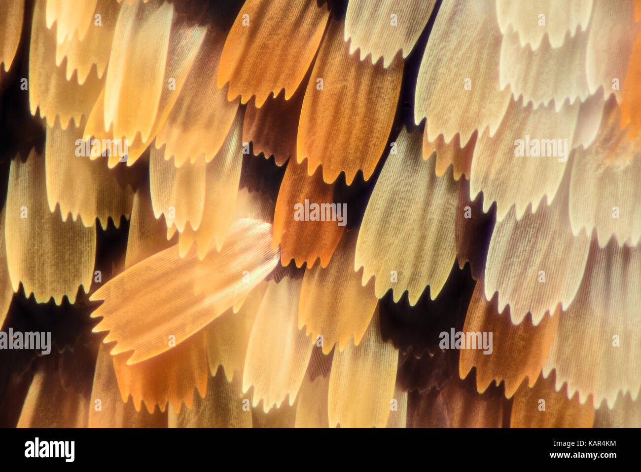Extreme magnification - Butterfly wing under the microscope Stock Photo ...