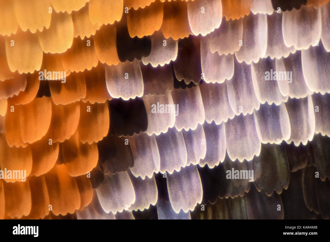Extreme magnification - Butterfly wing under the microscope Stock Photo ...