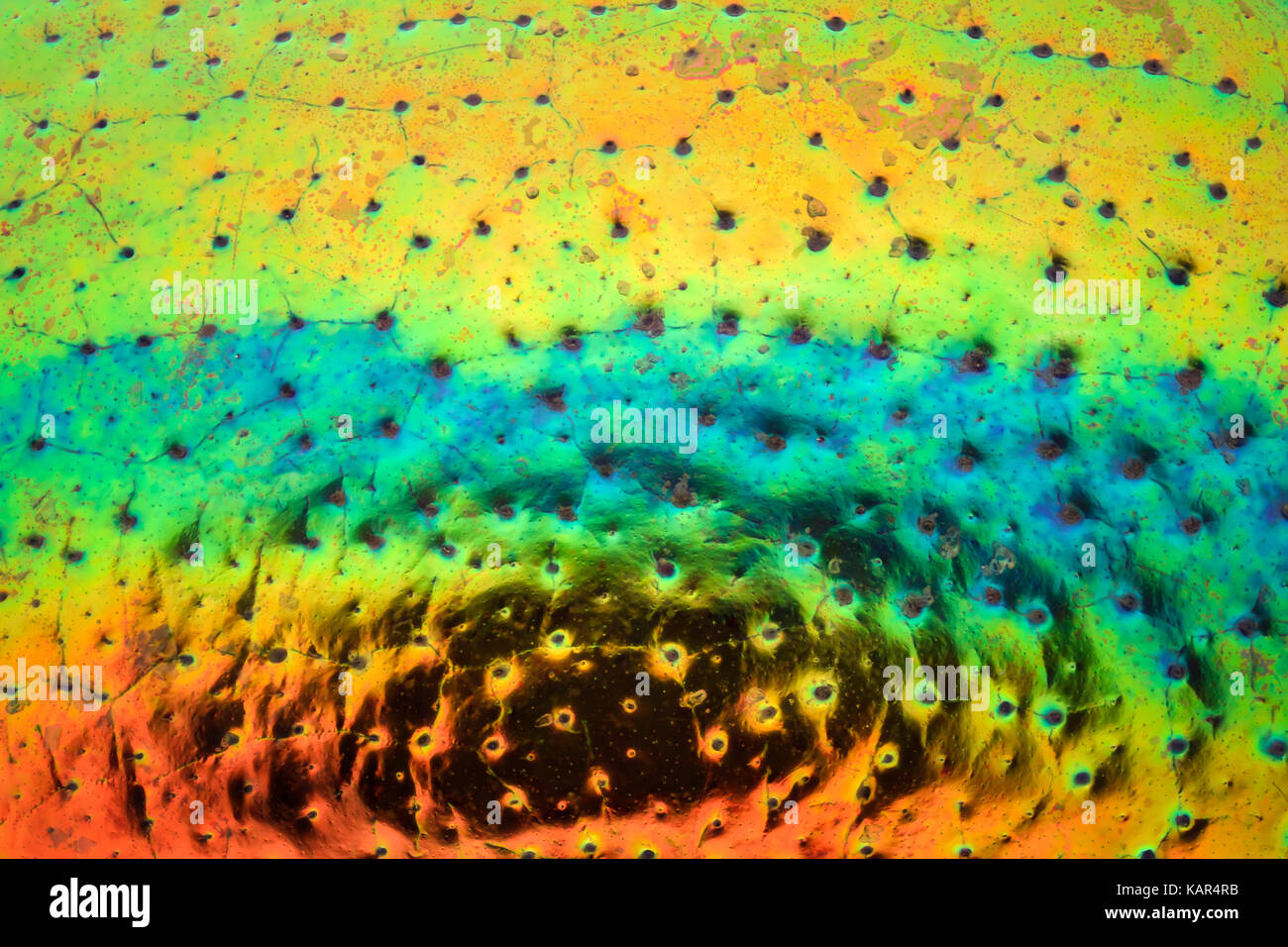Extreme magnification - Green jewel beetle texture Stock Photo - Alamy Extreme magnification - Green jewel beetle texture Stock Photo - Alamy