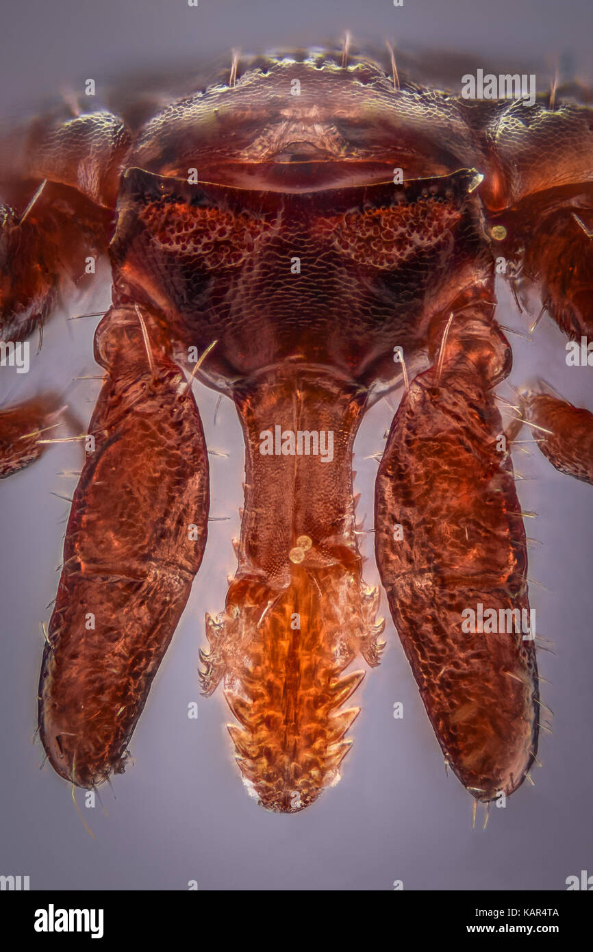 Tick under microscope hi-res stock photography and images - Alamy