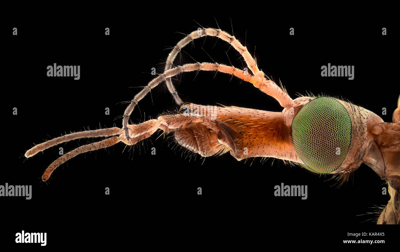 Extreme close up face fly hi-res stock photography and images - Alamy