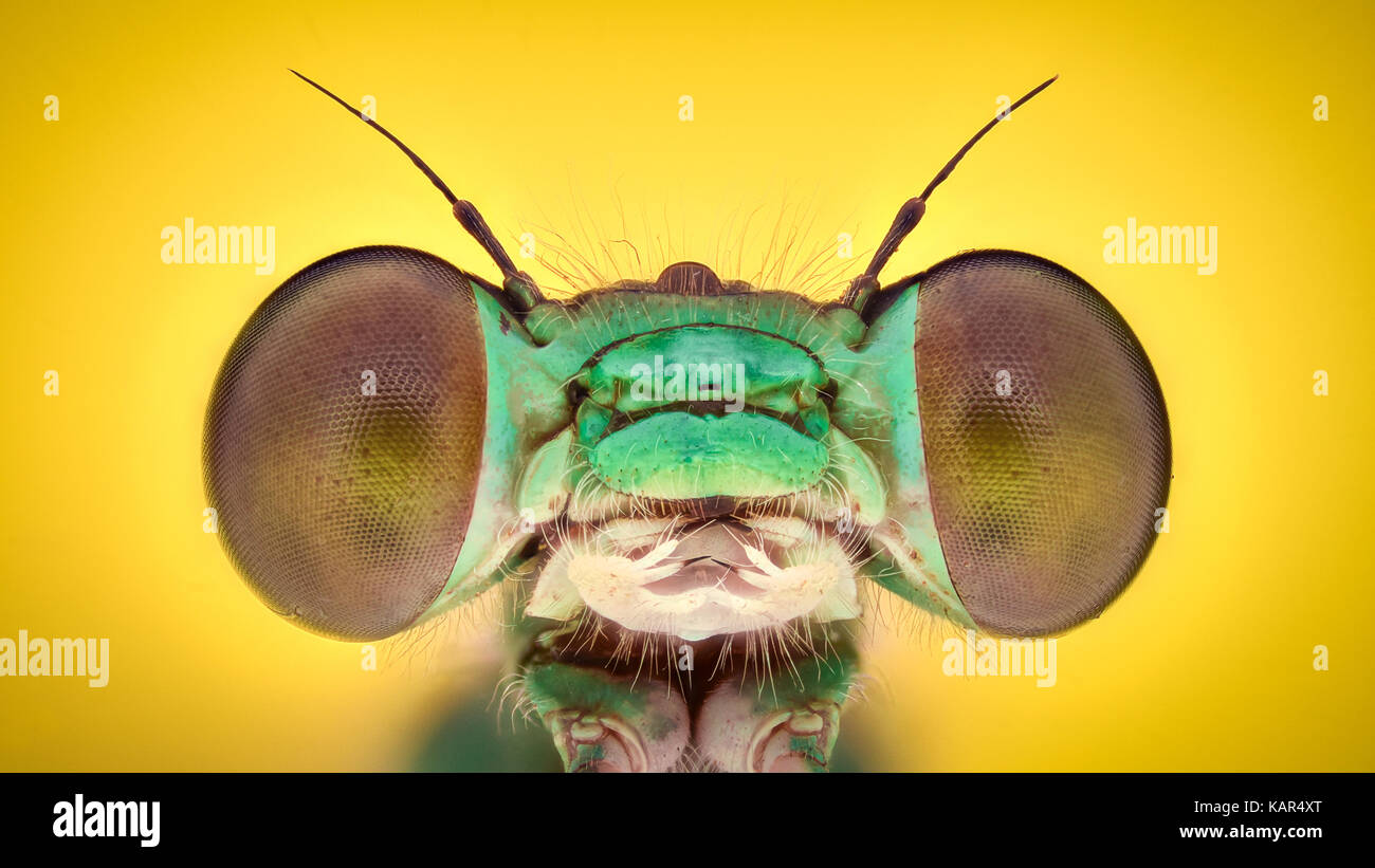 Extreme magnification - Blue damselfly, front view Stock Photo - Alamy