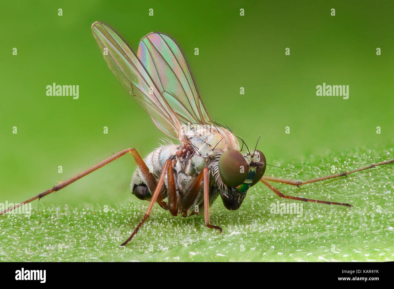 Extreme long hi-res stock photography and images - Alamy