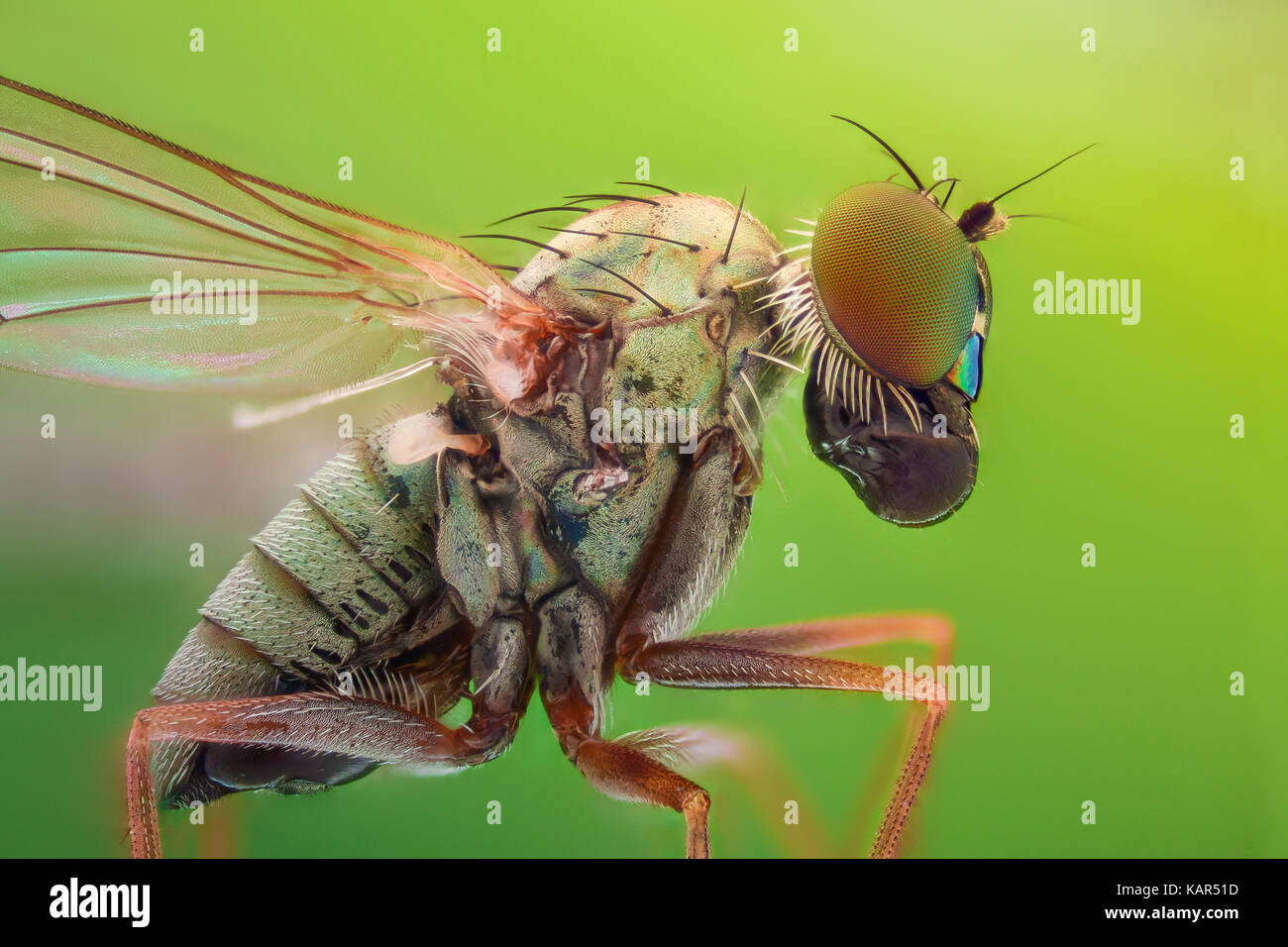 Extreme magnification - Long legged fly Stock Photo - Alamy