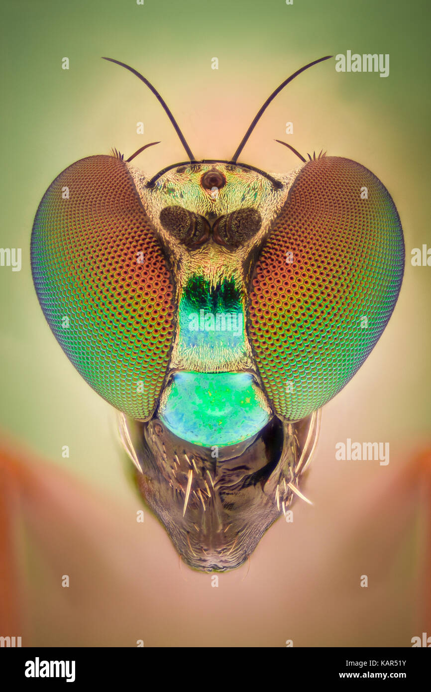Extreme magnification - Long legged fly Stock Photo - Alamy