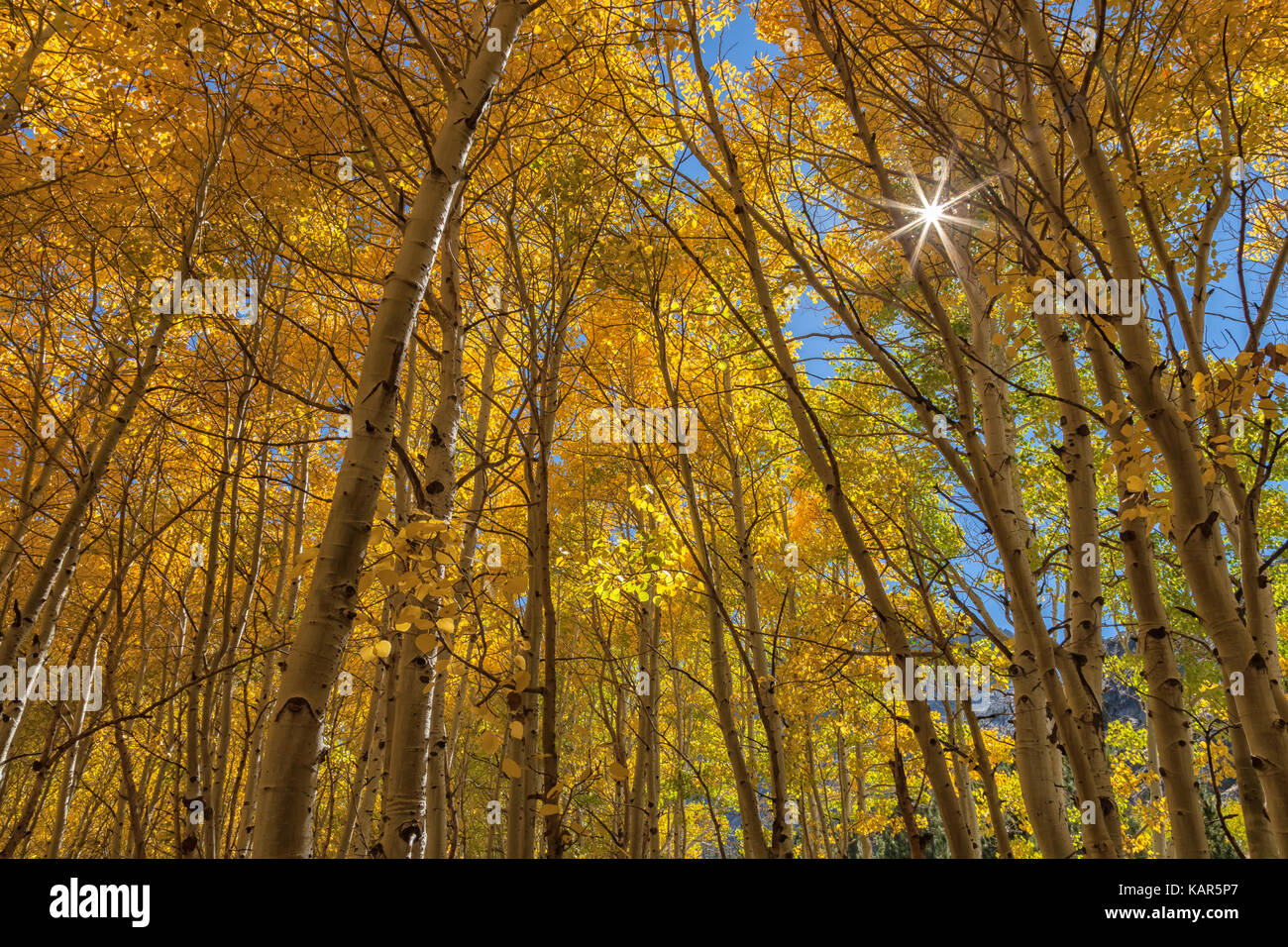 North American aspens (Populus tremuloides) in their fall foliage ...