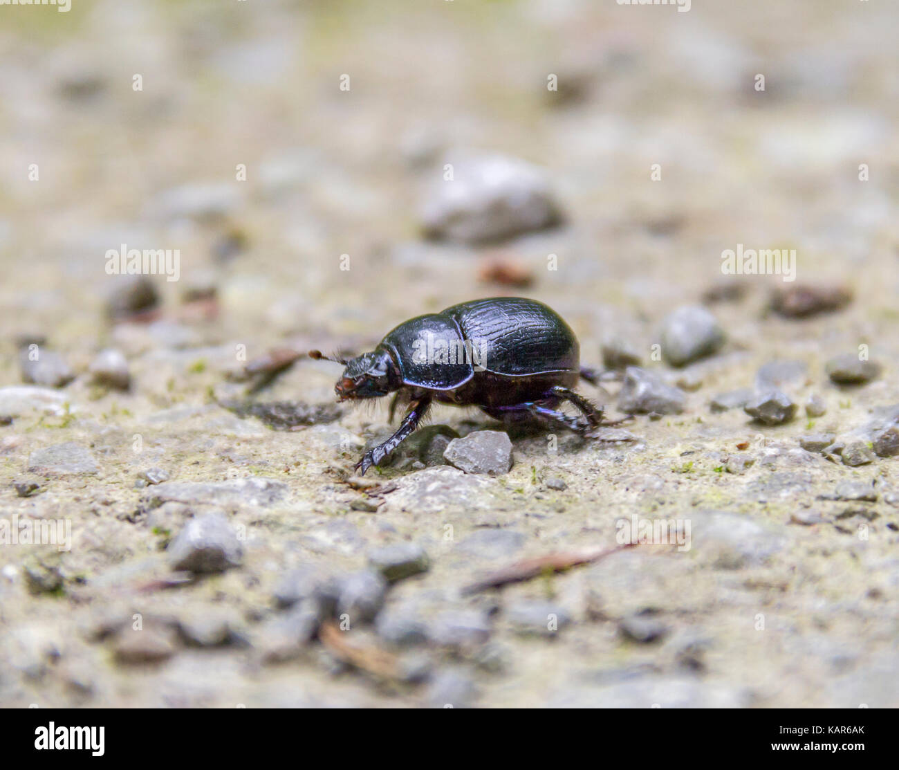 Blue Ground Beetle High Resolution Stock Photography and Images - Alamy