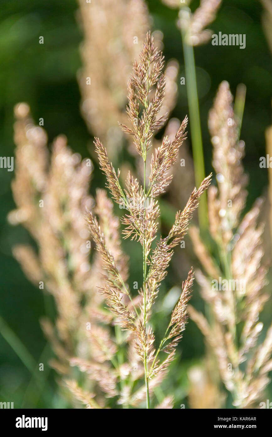 Grass ears hi-res stock photography and images - Alamy