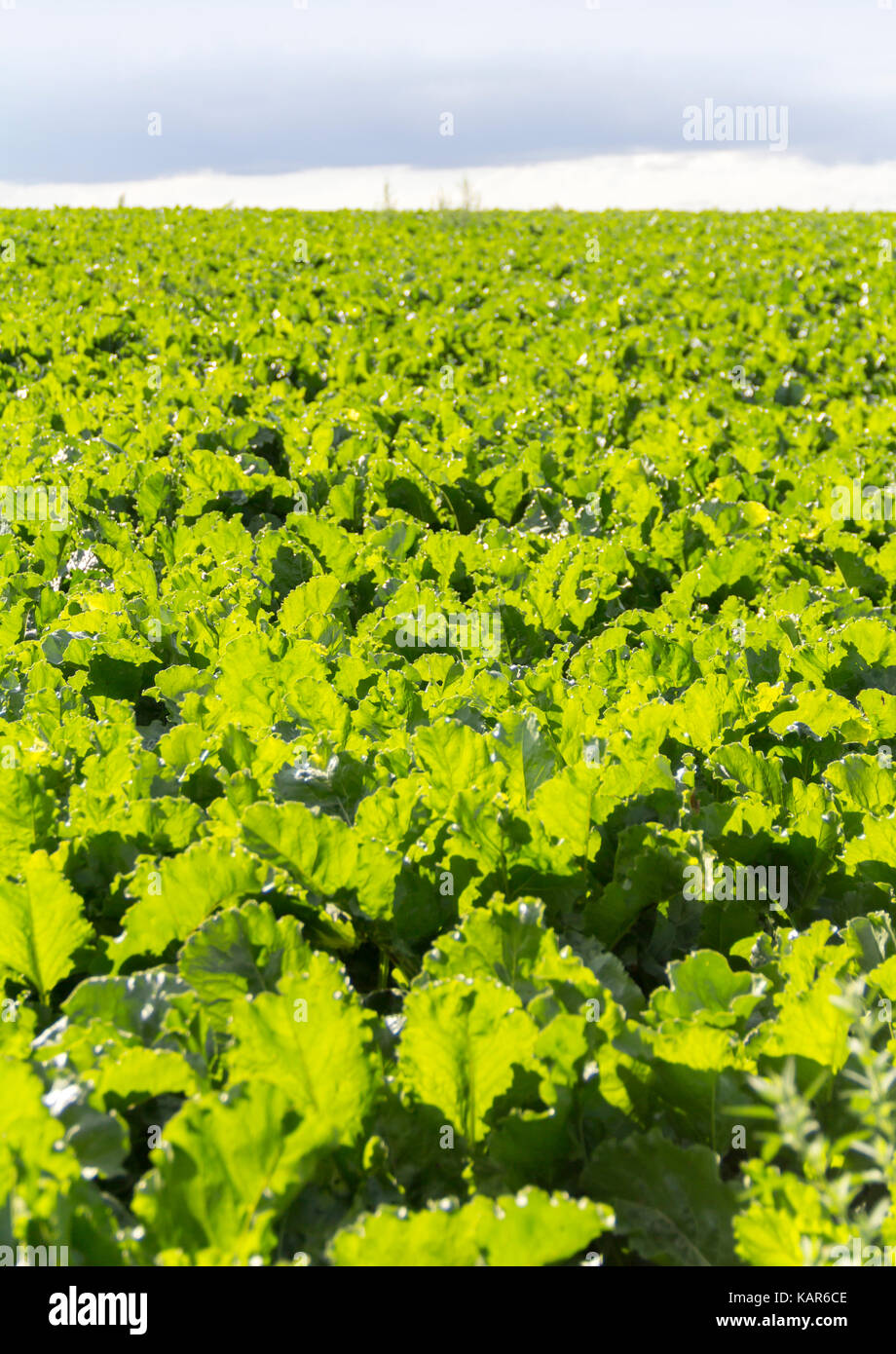 sunny illuminated green leaves in a beet field Stock Photo - Alamy