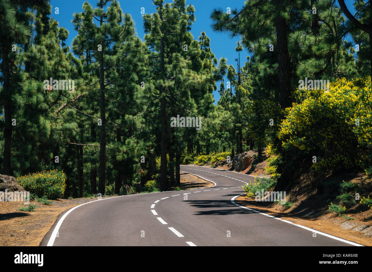 Winding road in coniferous forest in area of La Esperanza, Tenerife ...