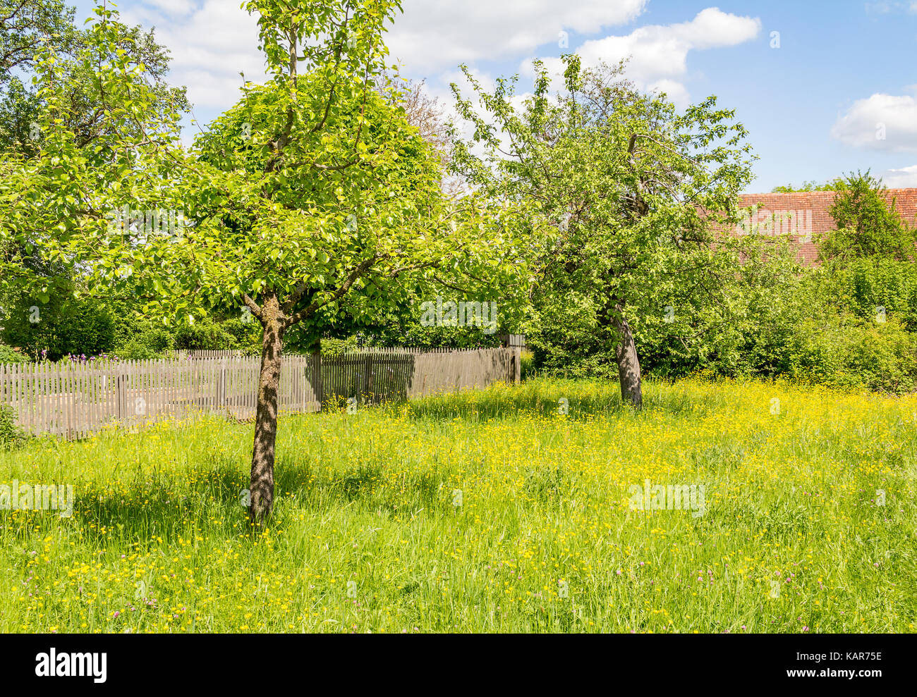 idyllic rural scenery with fruit trees and fence at spring time Stock ...