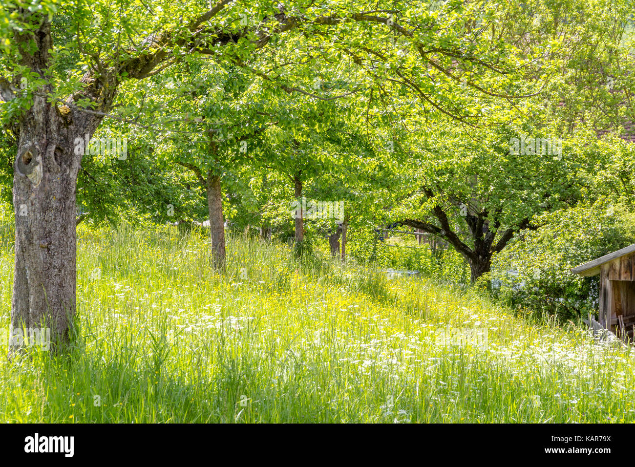 sunny fruit tree scenery at spring time Stock Photo - Alamy