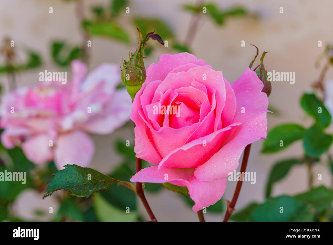 Big red saw hi-res stock photography and images - Alamy