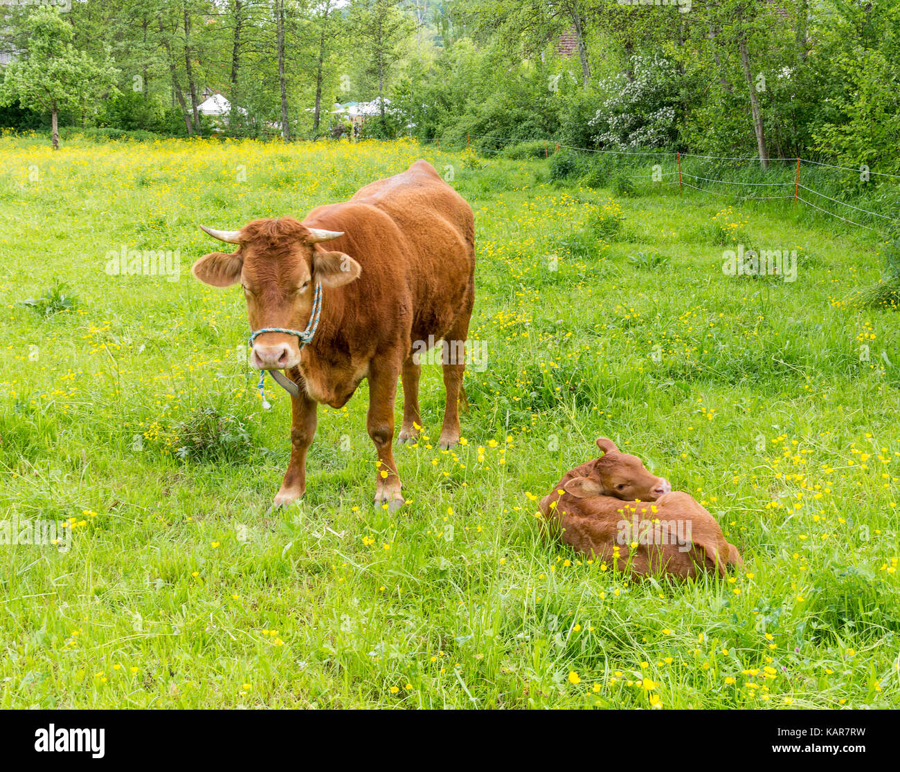 cow and calf on a green meadow Stock Photo - Alamy