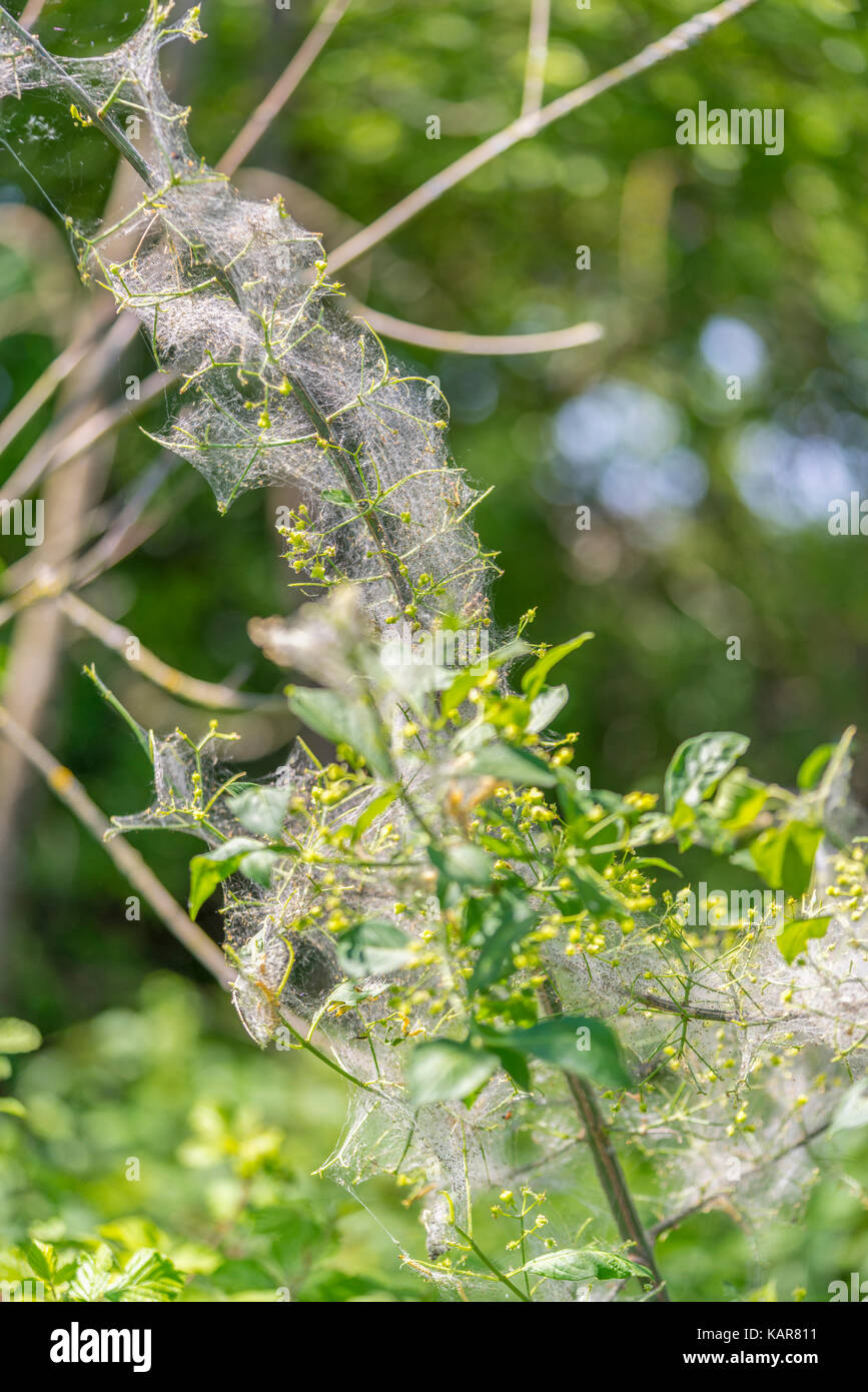 Webbing moth hi-res stock photography and images - Alamy