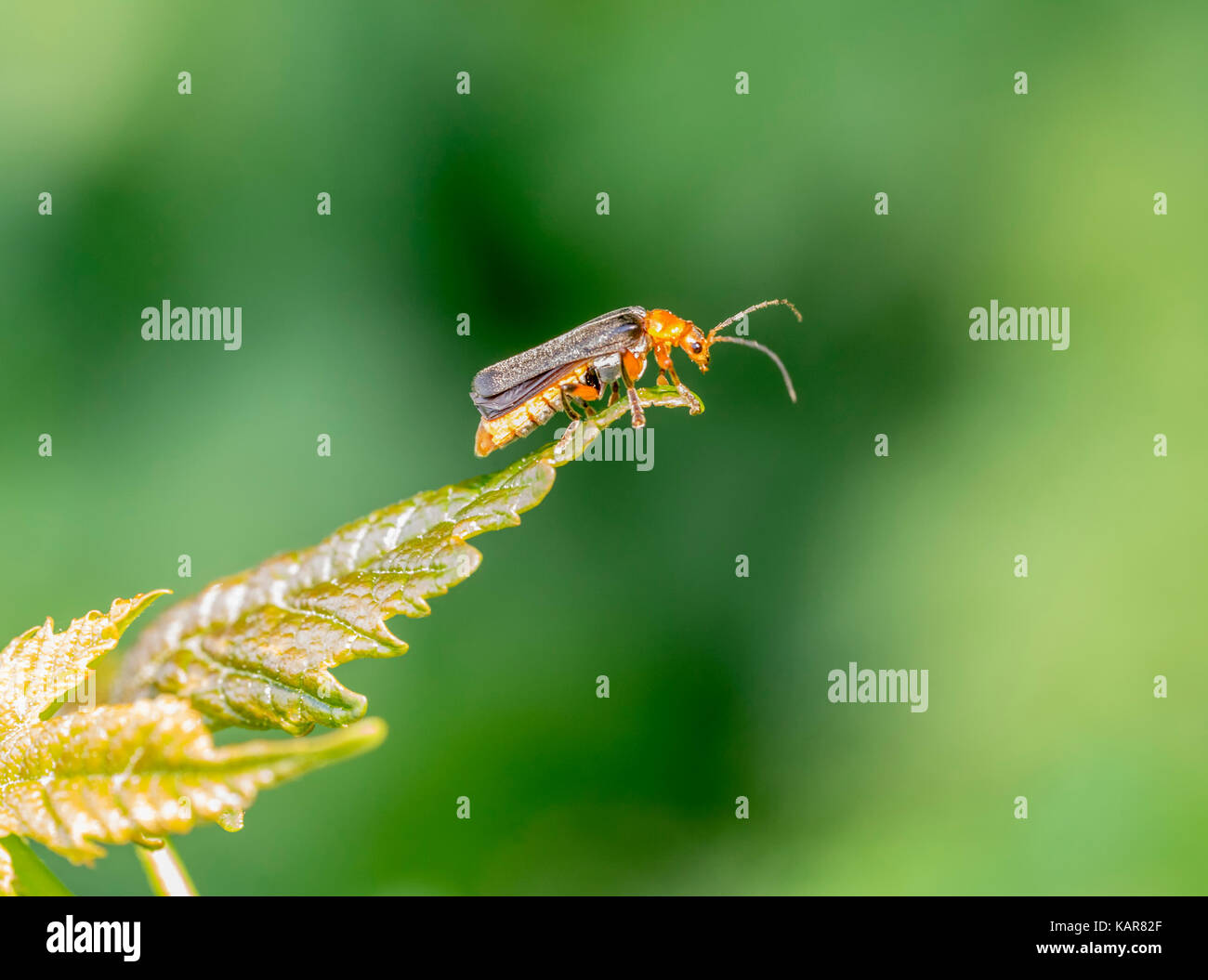 Sideways Profile High Resolution Stock Photography and Images - Alamy