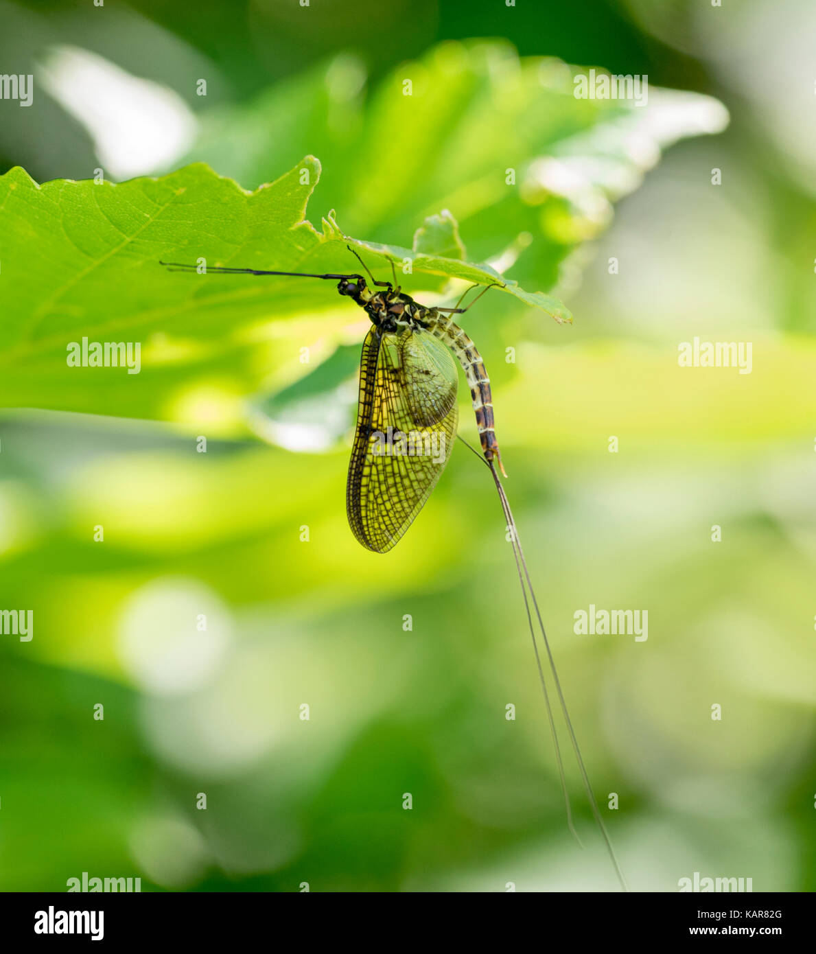 Mayfly leaf hi-res stock photography and images - Alamy