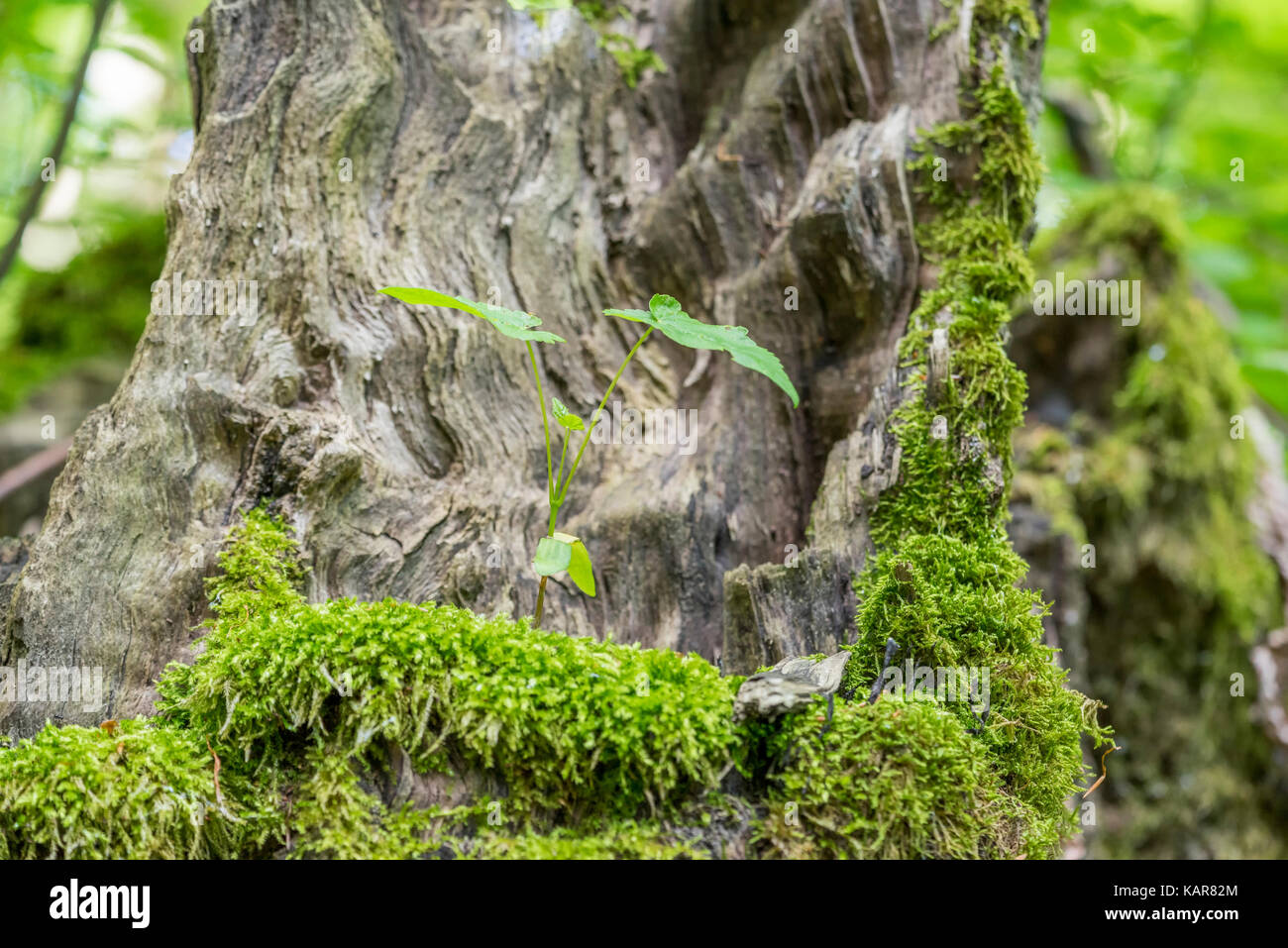 ground cover vegetation closeup on tree bark in a forest at spring time ...