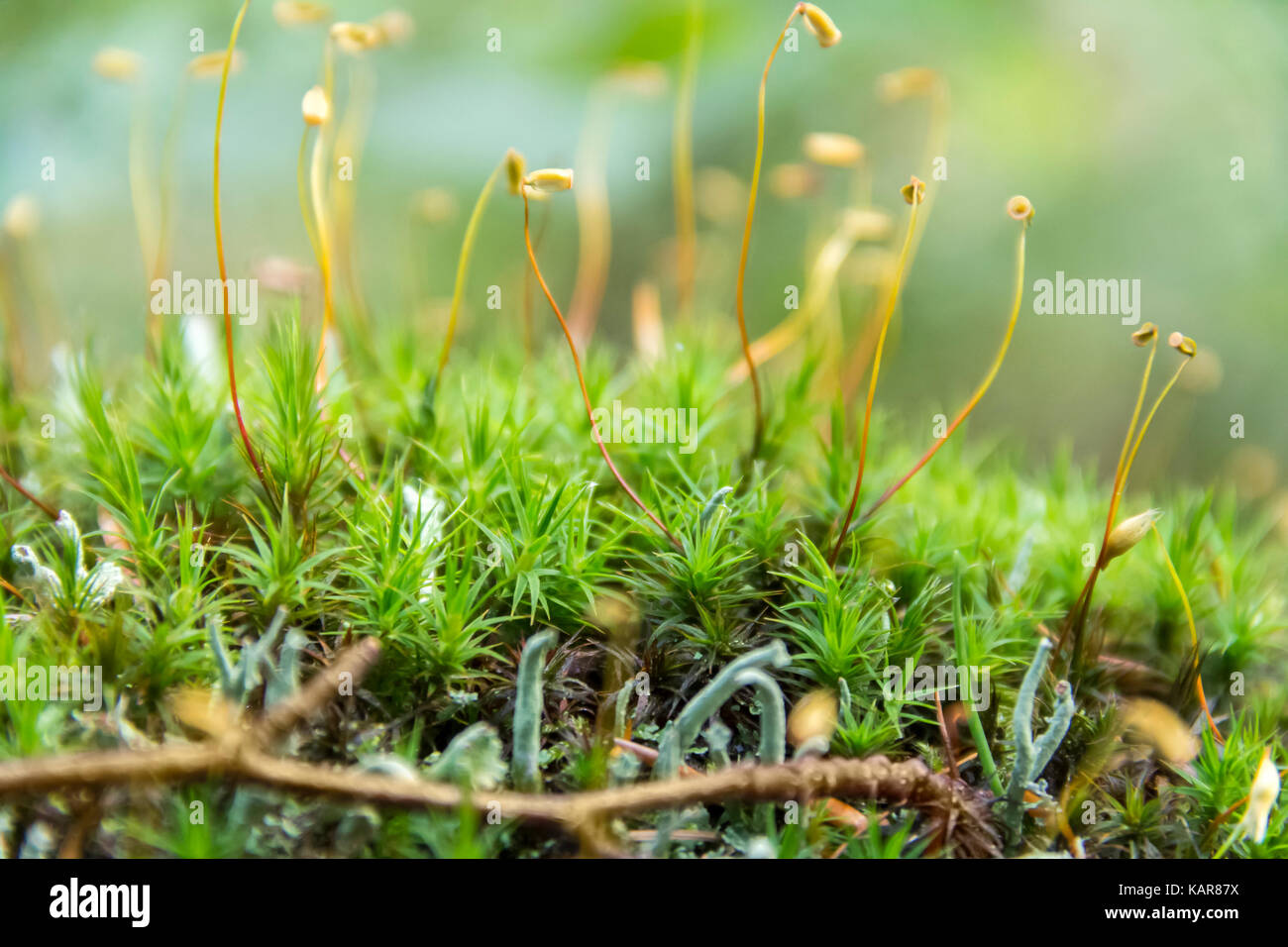 low angle macro shot showing moss plants with spores Stock Photo - Alamy