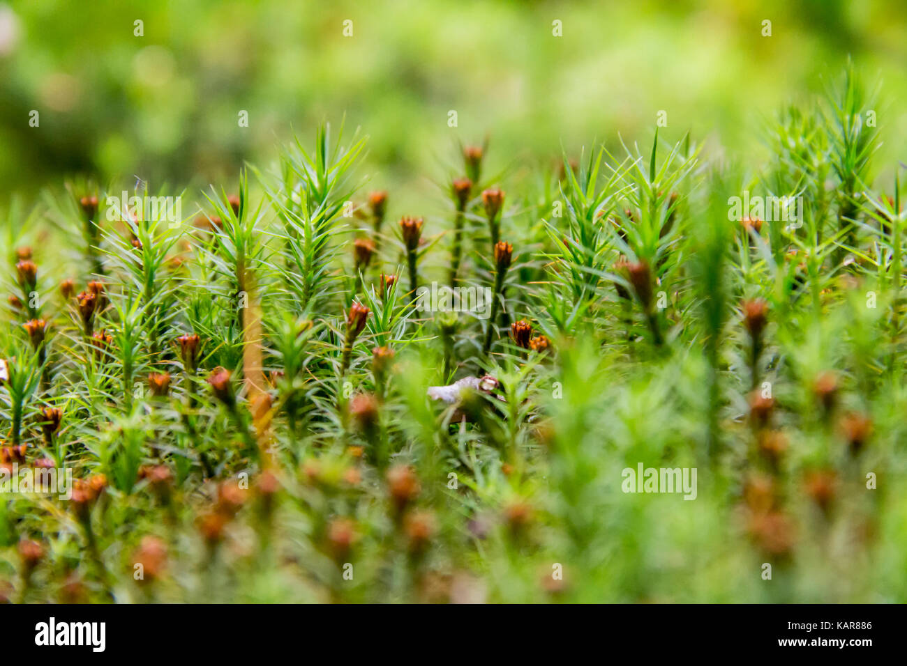 low angle macro shot showing moss plants with spores Stock Photo - Alamy