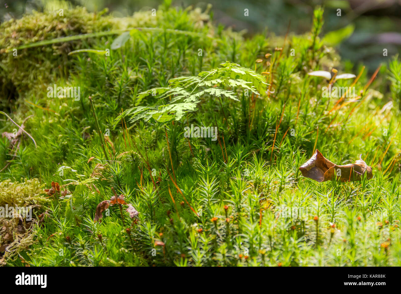 Lush ground cover hi-res stock photography and images - Alamy