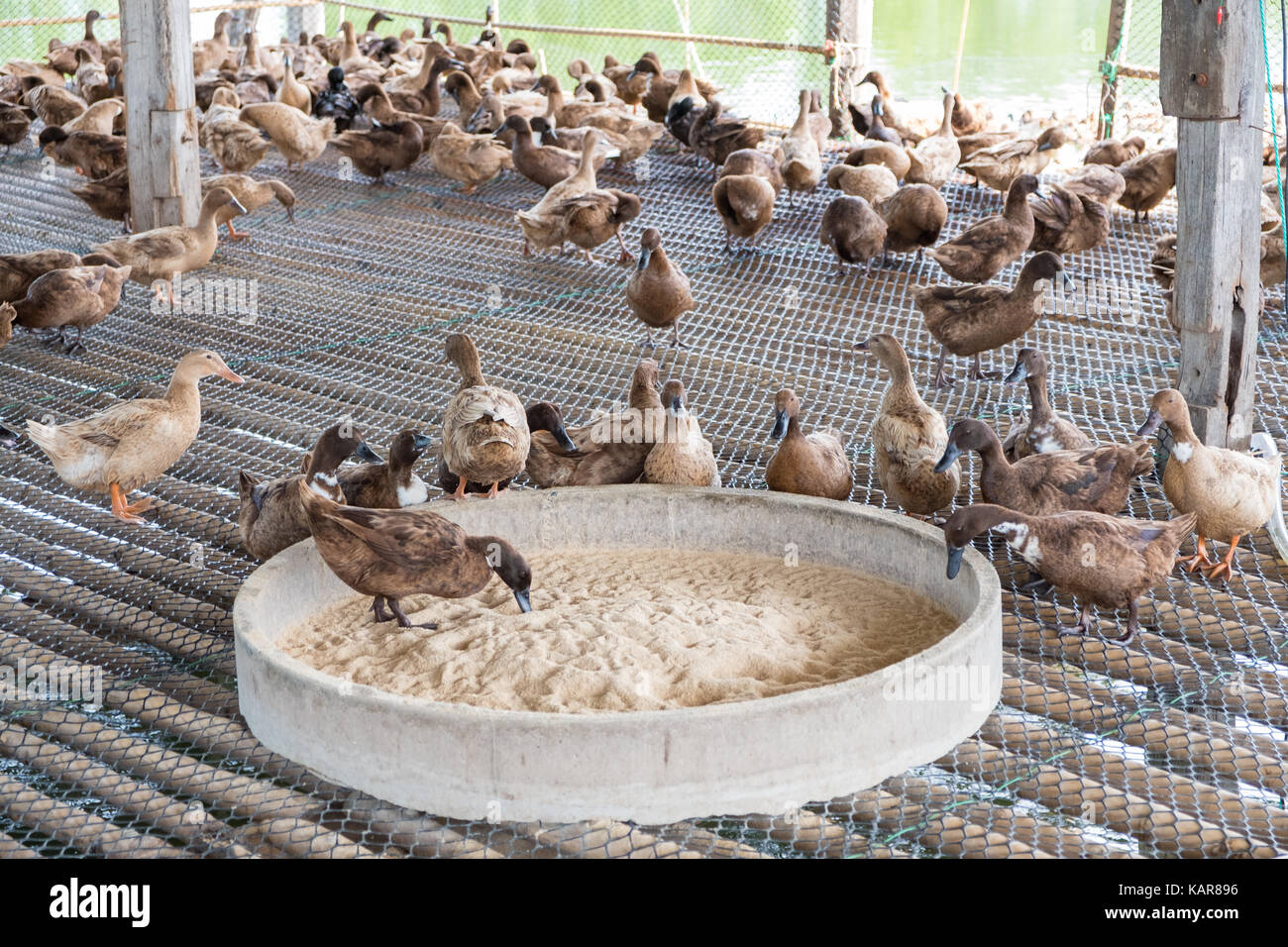 Duck eating food in farm, traditional farming in Thailand Stock Photo ...