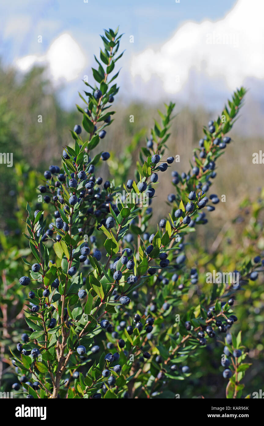 this is Myrtus communis, the Common myrtle with fruits, from the family ...