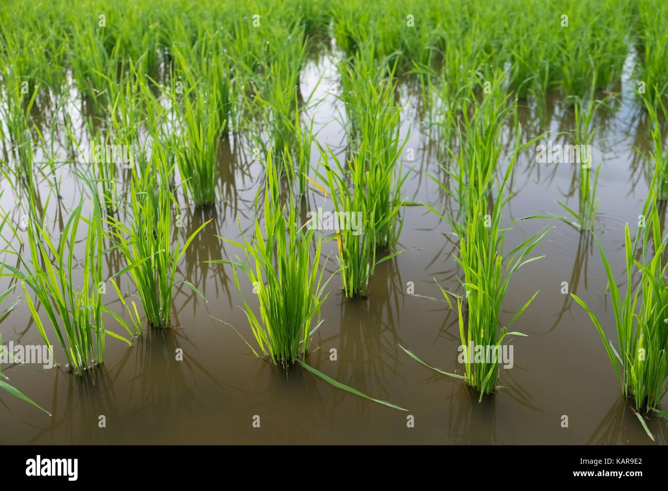 Rice Sprout in Rice field.Rice seedlings green background. agriculture ...