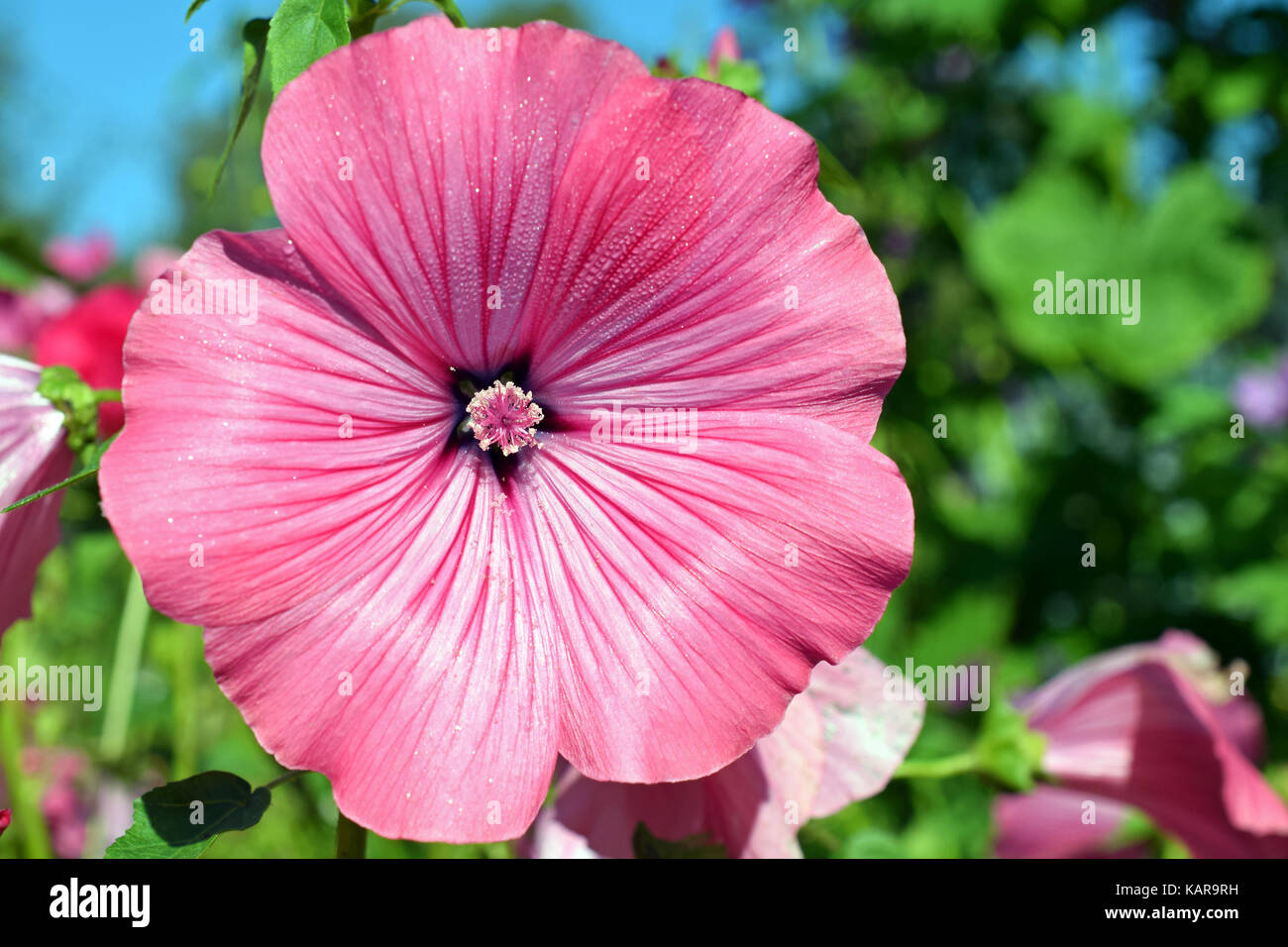 Royal mallow hi-res stock photography and images - Alamy
