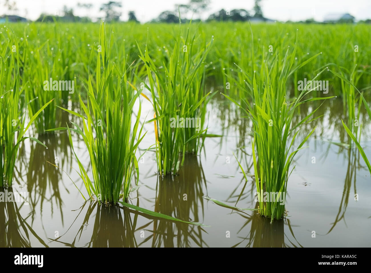 Rice Sprout in Rice field.Rice seedlings green background. agriculture ...