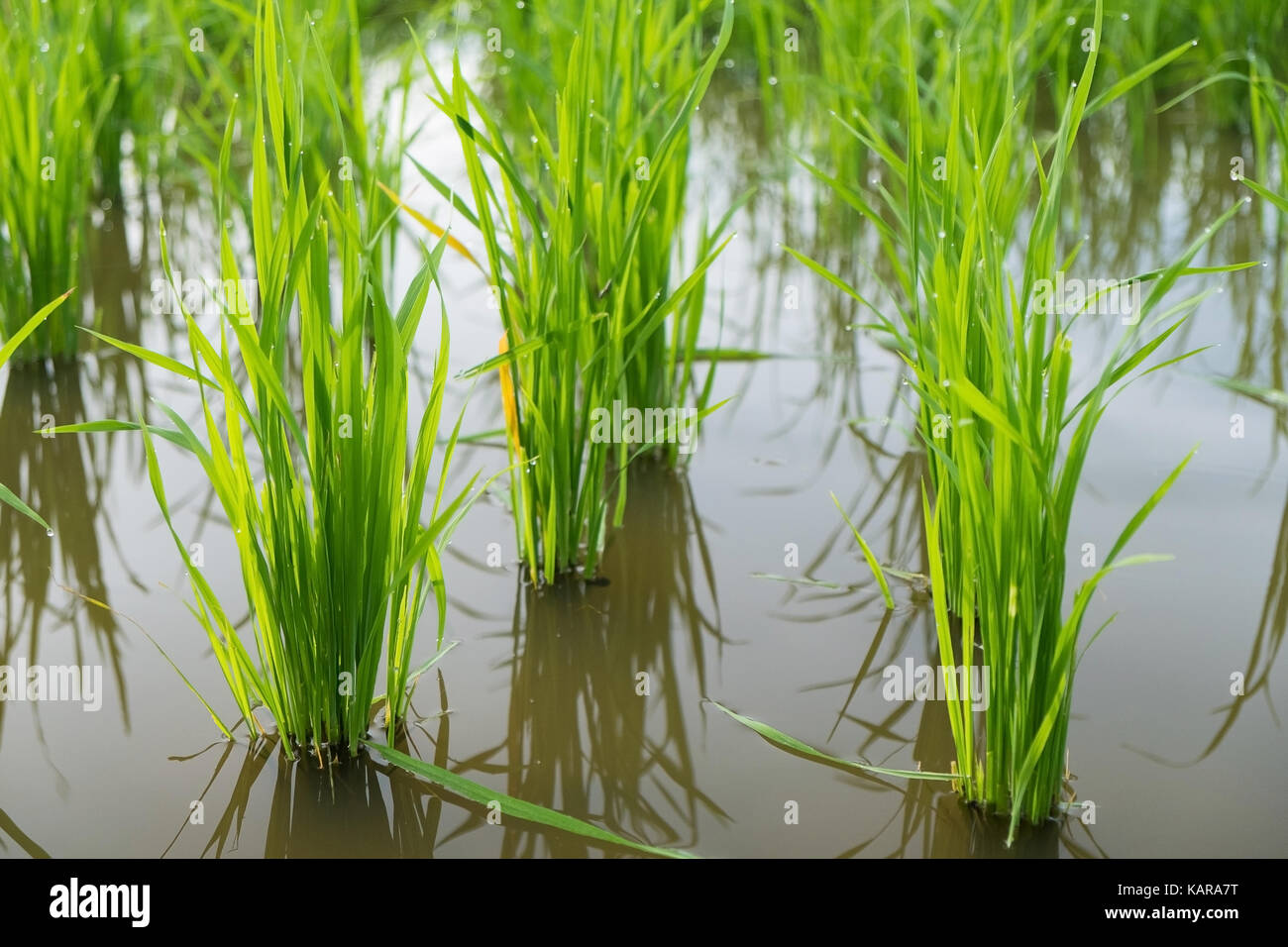 Rice Sprout in Rice field.Rice seedlings green background. agriculture ...