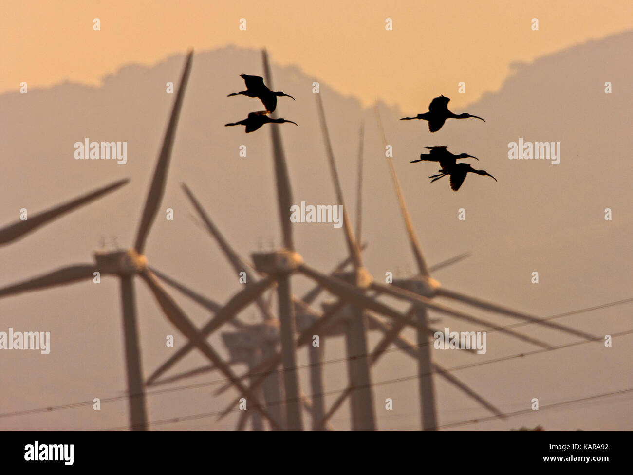 Windpower can cause death for migrating glossy ibis Stock Photo - Alamy