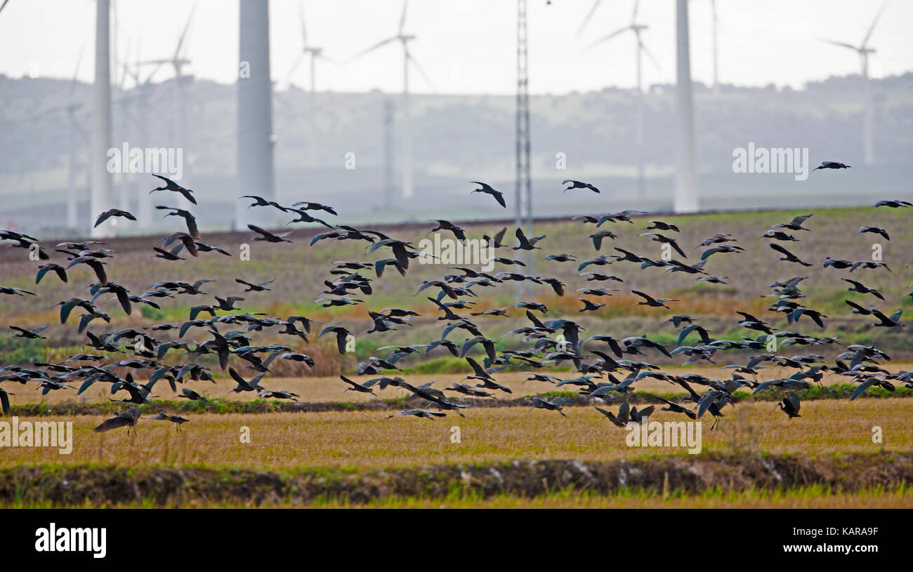 Windpower can cause death for migrating glossy ibis Stock Photo - Alamy