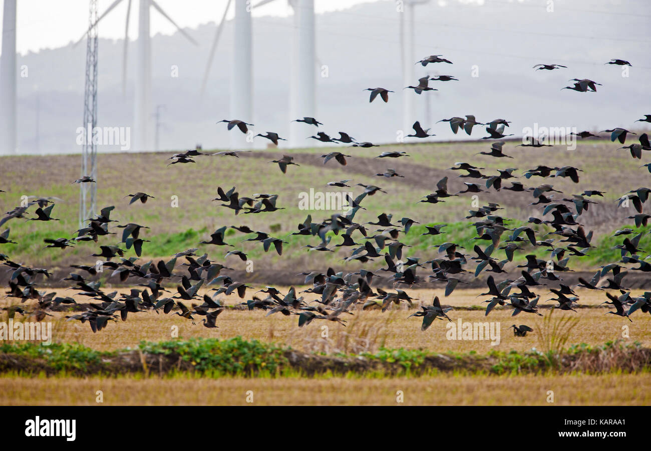 Windpower can cause death for migrating glossy ibis Stock Photo - Alamy