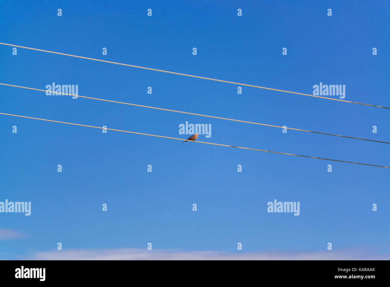 Pigeon perched on electric cable wires with blue sky background Stock ...