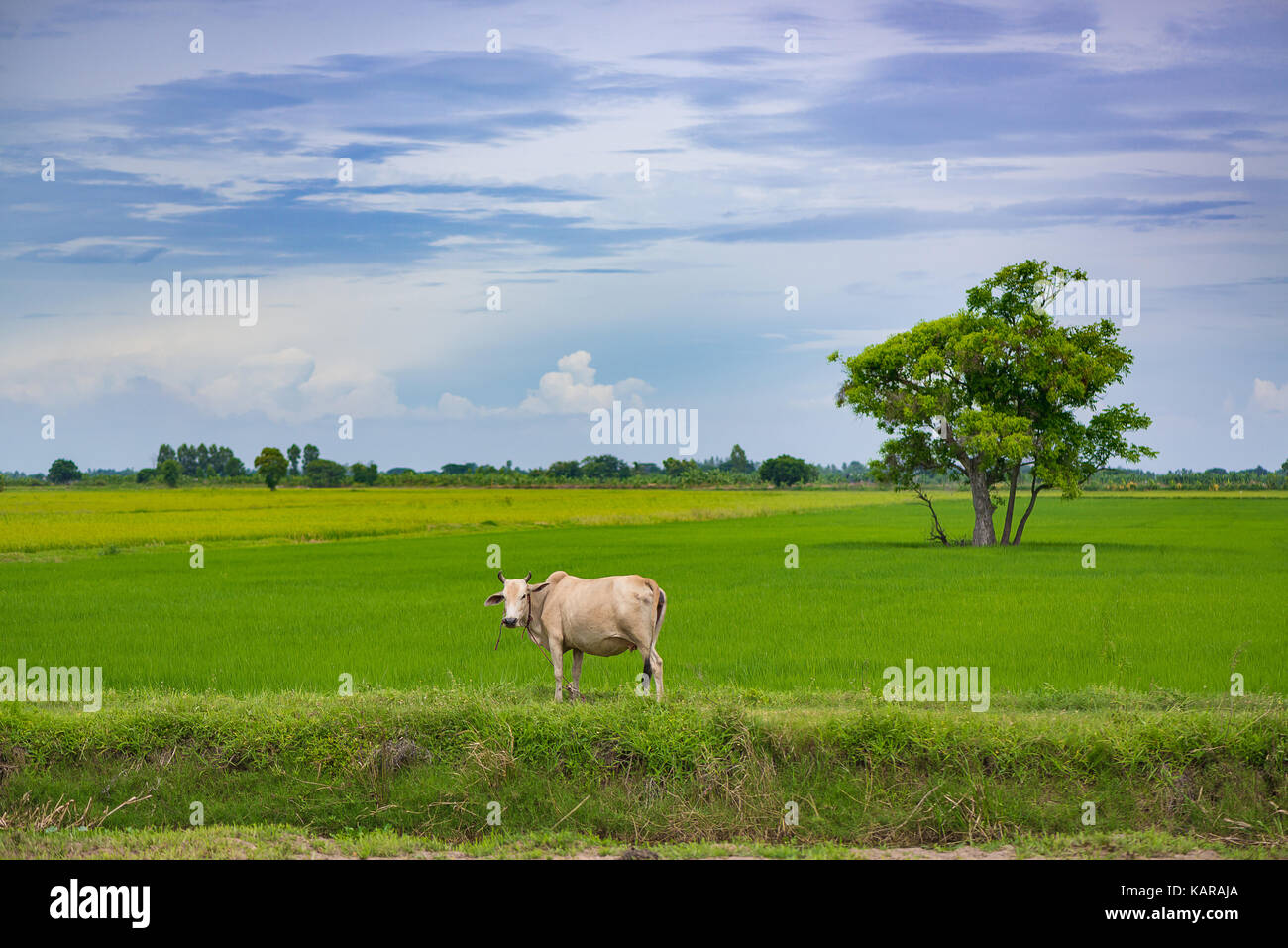 Cow eating grass or rice straw in rice field with blue sky rural or ...