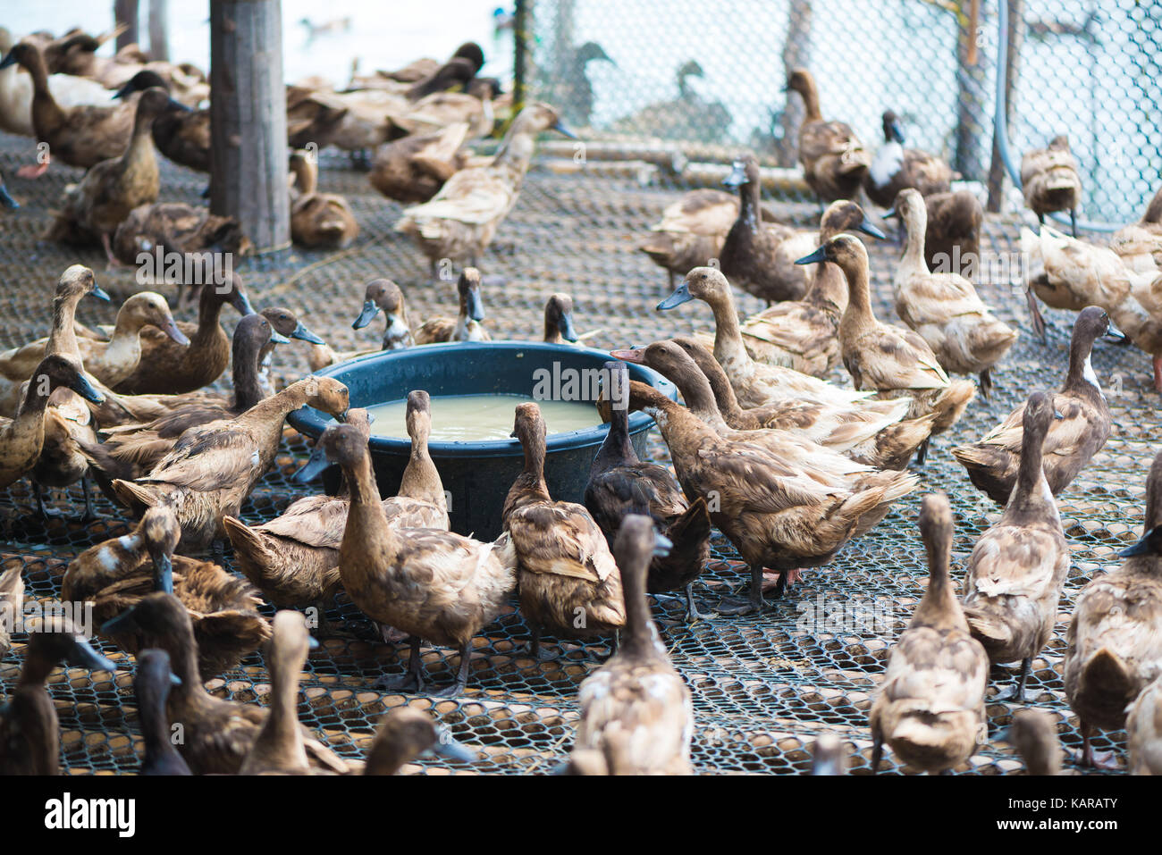 Duck eating food in farm, traditional farming in Thailand Stock Photo ...