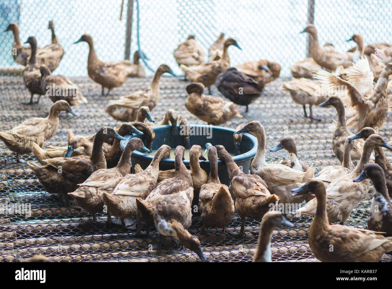 Duck eating food in farm, traditional farming in Thailand Stock Photo ...