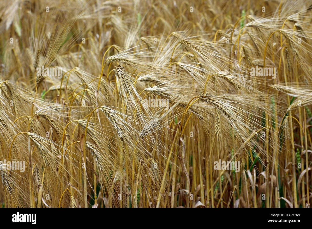this is Hordeum vulgare, the Barley, member of the Poaceae Stock Photo ...