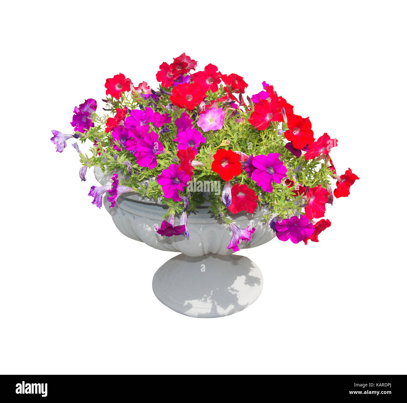 Petunia flowers in large classical style stone pot isolated on white ...