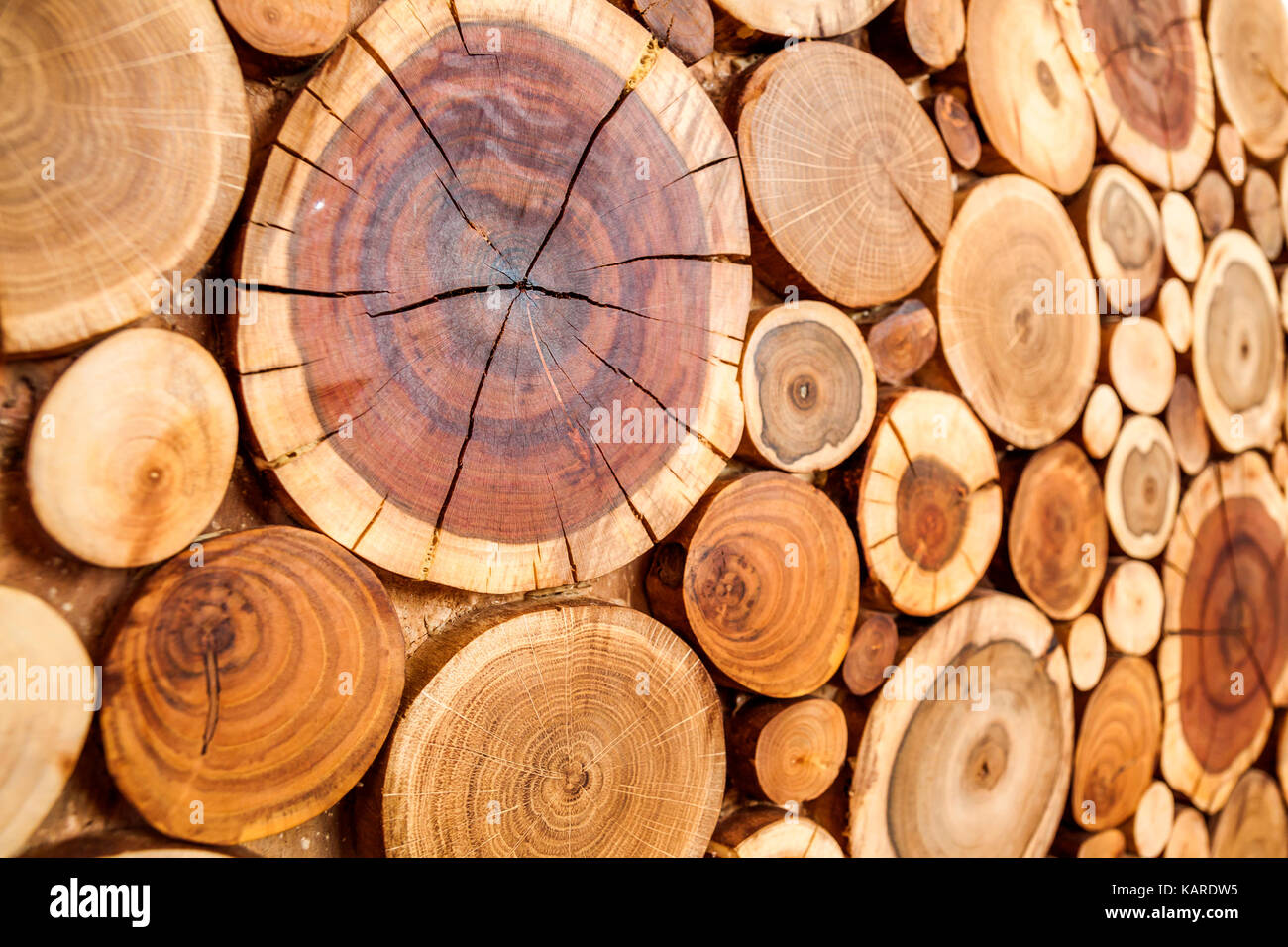 Round wooden stumps background,Trees cut section for background texture ...