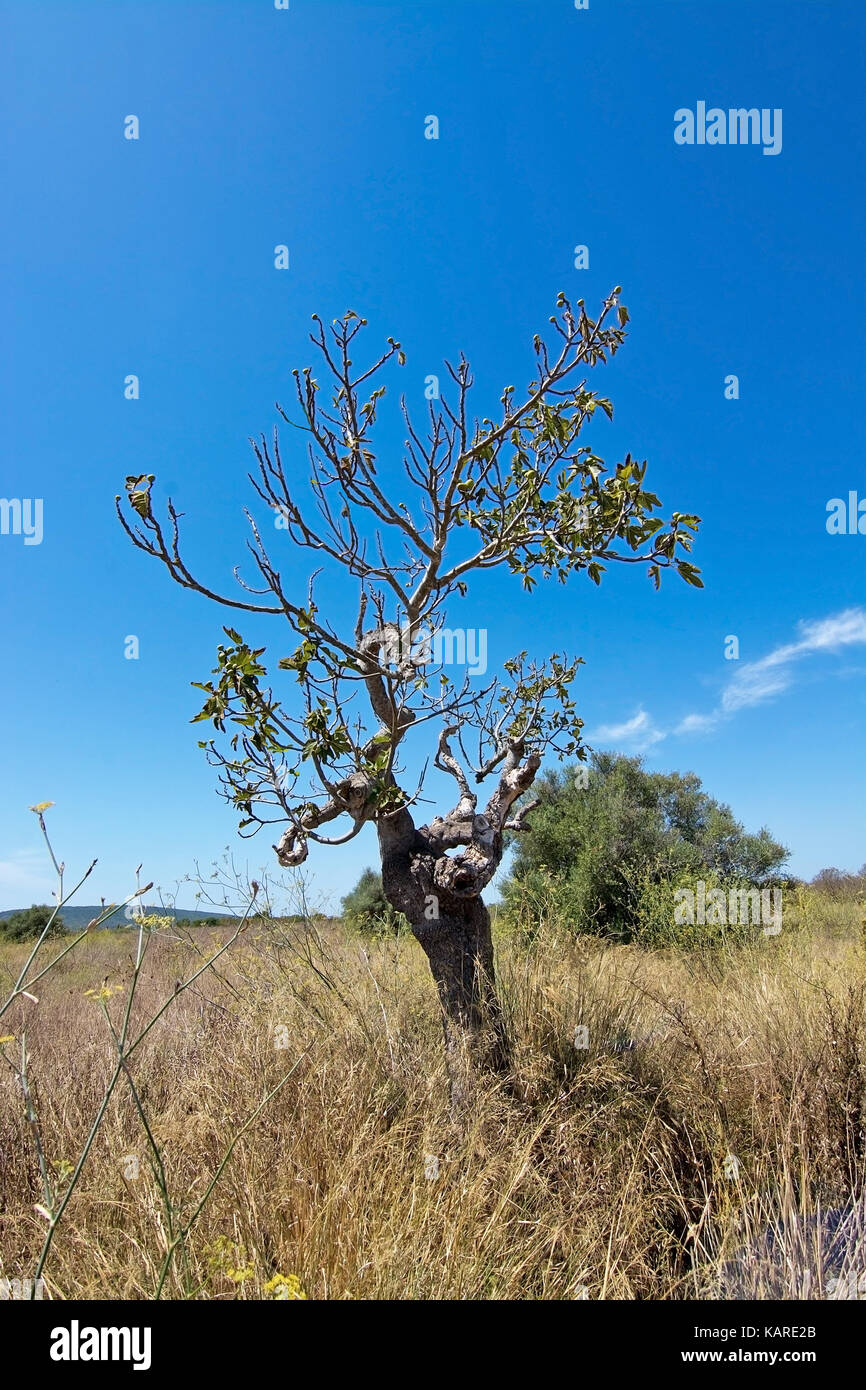 Fig tree fruit mallorca hi-res stock photography and images - Alamy
