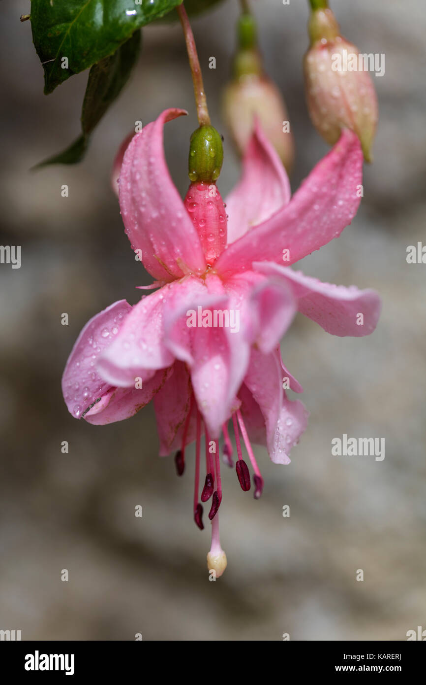Close up of fuchsia flower Stock Photo - Alamy