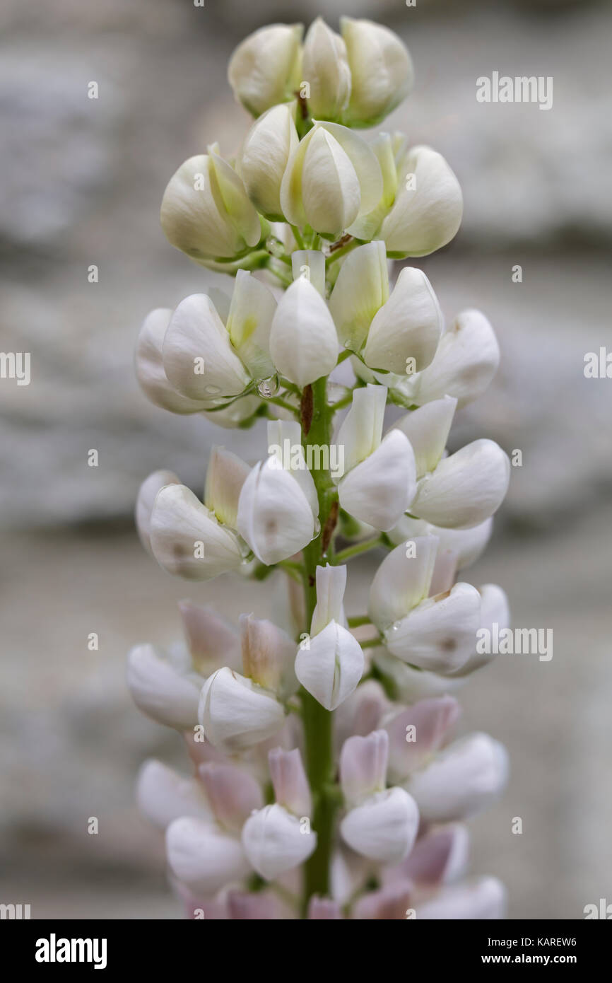 White lupin hi-res stock photography and images - Alamy