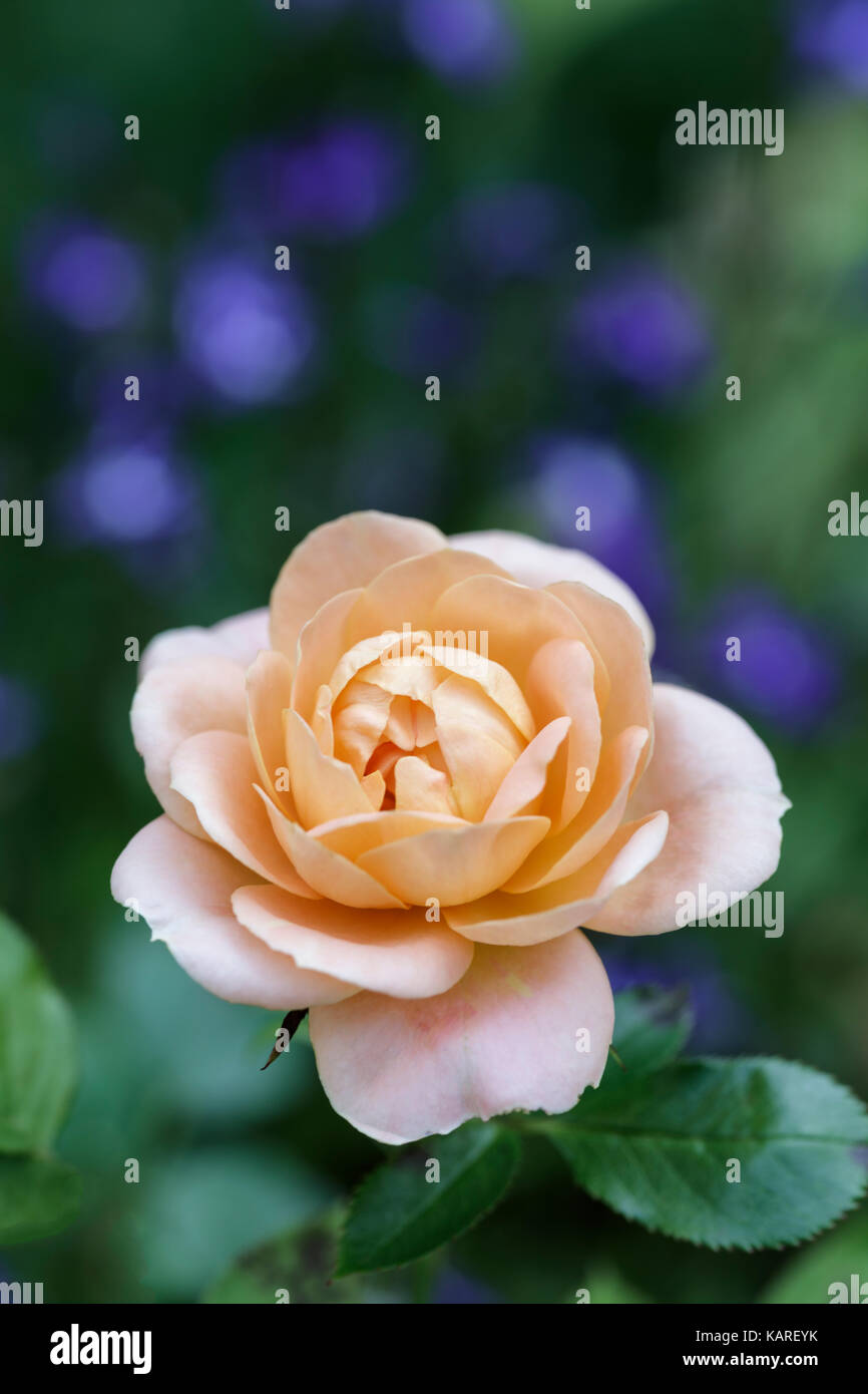 Ornamental rose hi-res stock photography and images - Alamy