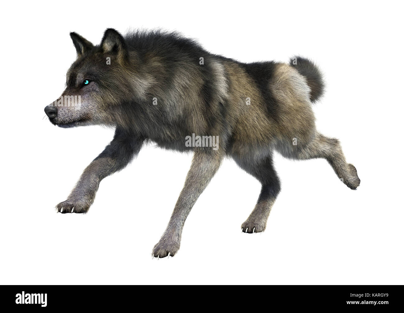 3D rendering of a gray wolf isolated on white background Stock Photo ...