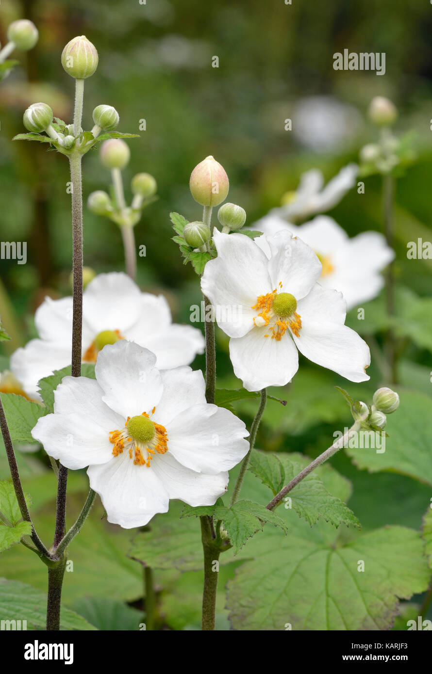 Japanese Anemone - Anemone hupehensis White garden flowers. Native of ...