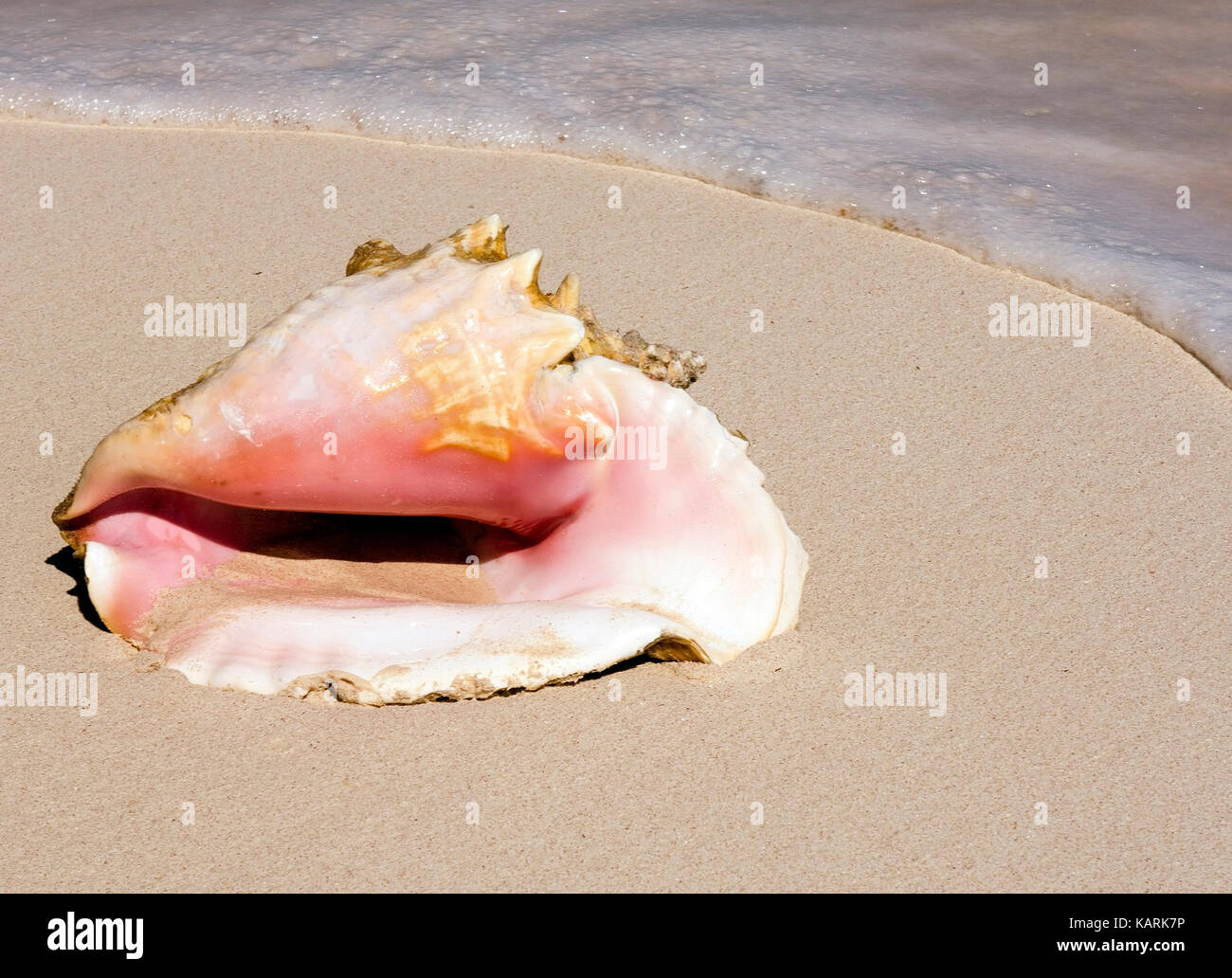 Queen conch on beach Martinique Stock Photo - Alamy