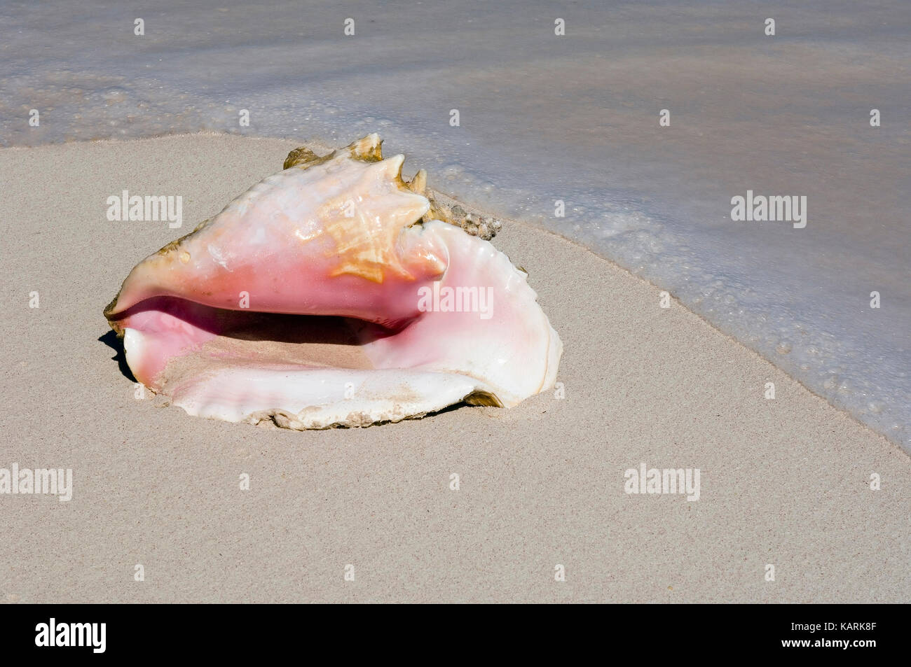 Conch on beach hi-res stock photography and images - Alamy